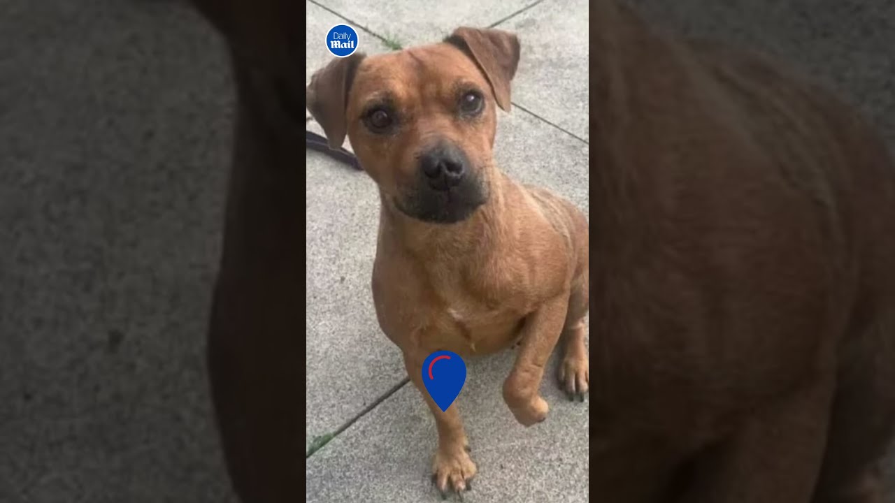 Dog freed a week after falling into crevice of rock face