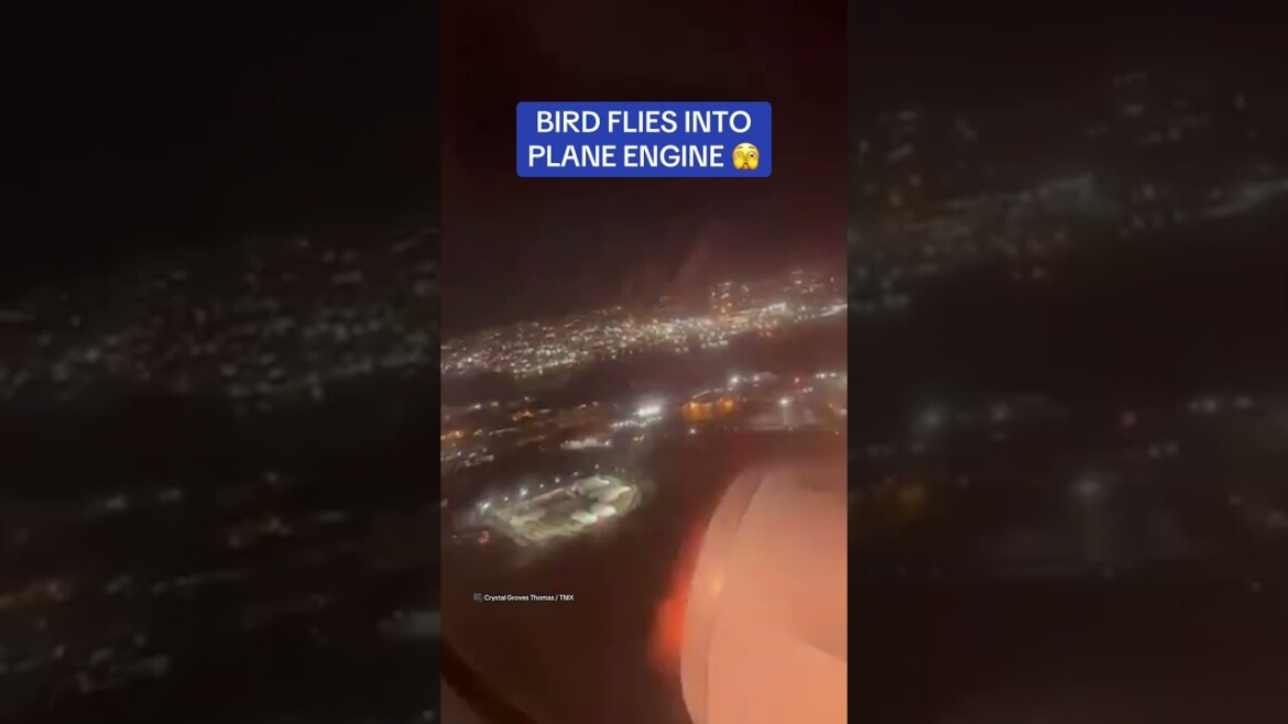 Terrifying moment bird flies into plane engine